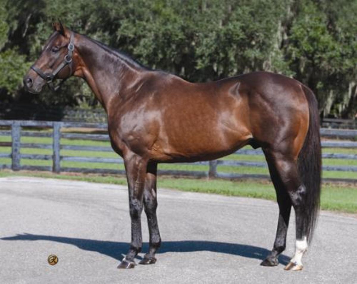 Lane's End adds Shakespeare to stallion roster - Paulick Report ...