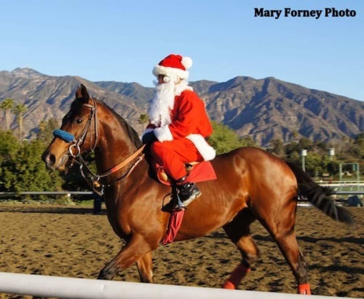 Christmas Cheer: From Our Homes to Yours - Paulick Report | Latest news ...