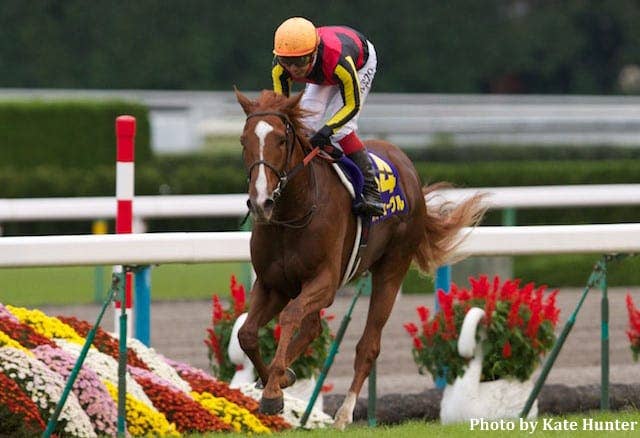 Orfevre Impresses in 2013 Debut - Paulick Report