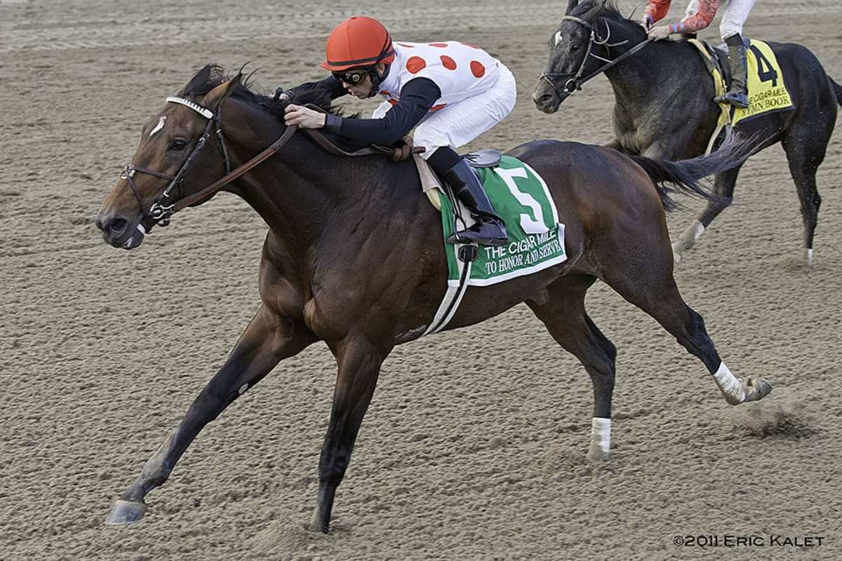 Cosequin presents OTTB Showcase: Dream Steeler (a.k.a. "Steeler ...