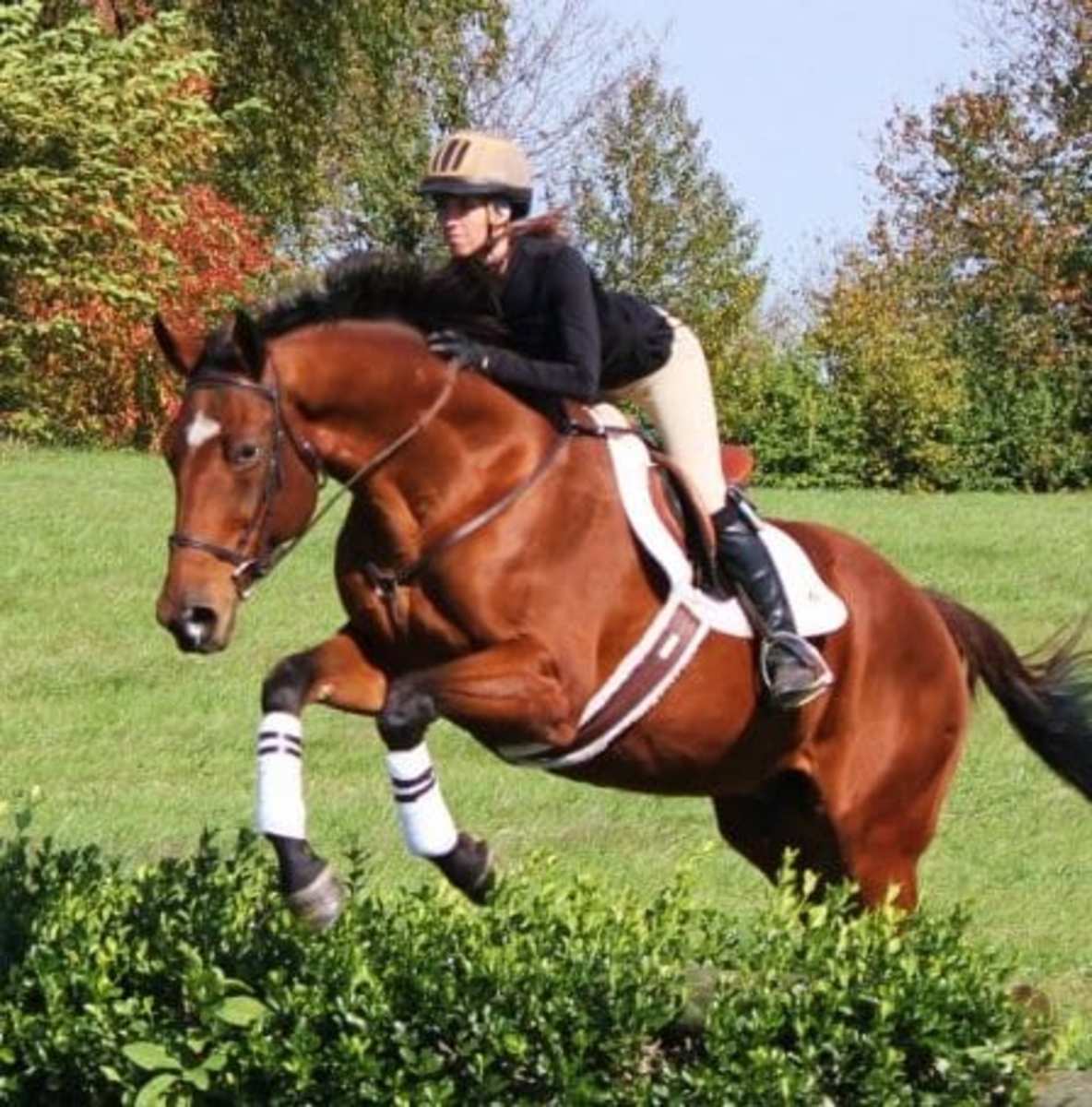 OTTB Showcase: SEATTLE BLOSSOM (a.k.a. Trevi) - Paulick Report | Latest ...