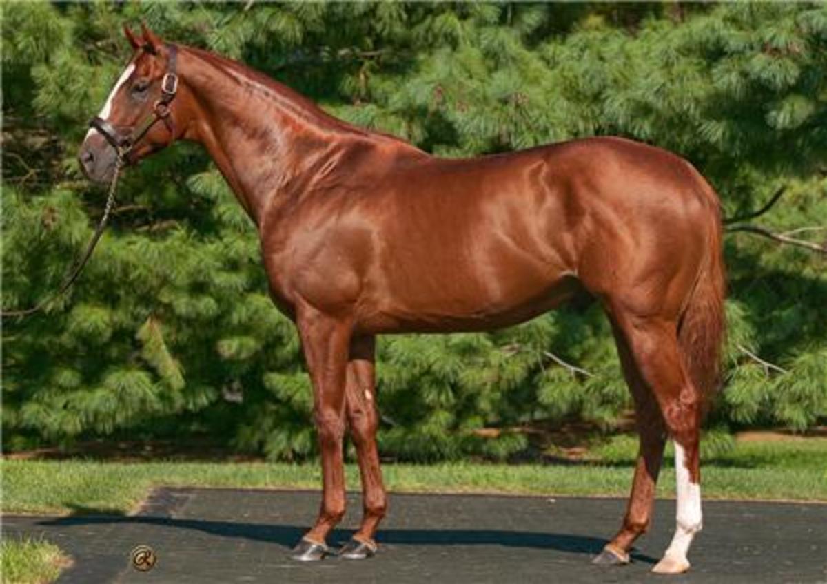 Summer Bird sires first foal - Paulick Report | Latest news and ...