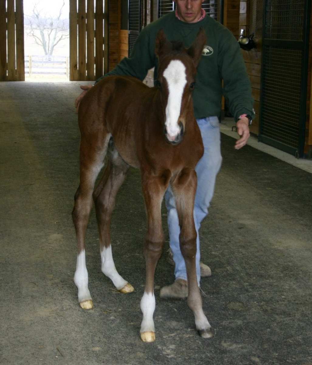 The Lane's End Weekender Pedigree: Union Rags - Paulick Report | Latest ...