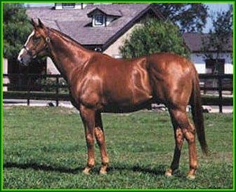 Swiss Yodeler and Royal Delta full brother to stand in California ...