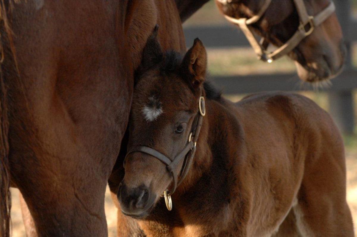 Video: Taylor Made welcomes season's first foal - Paulick Report ...