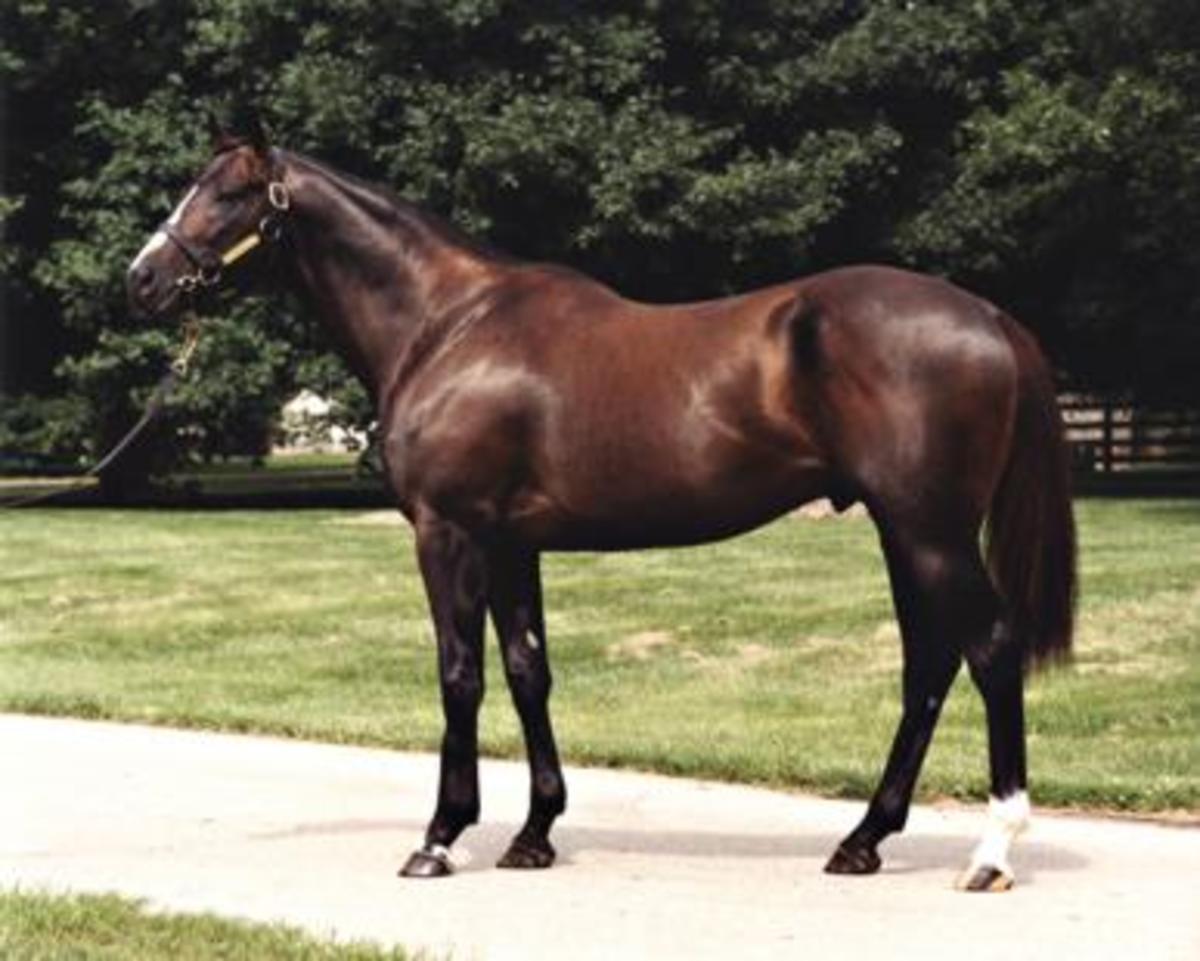 Jump Start, Irish War Cry Lead Northview Stallion Station's 2019 Roster ...