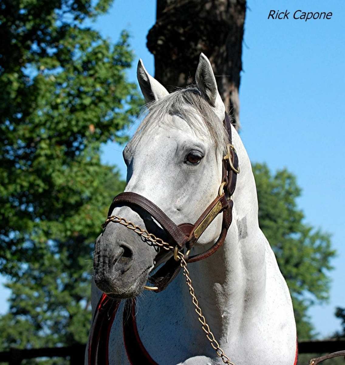 Monarchos back home at Nuckols Farm - Paulick Report | Latest news and ...