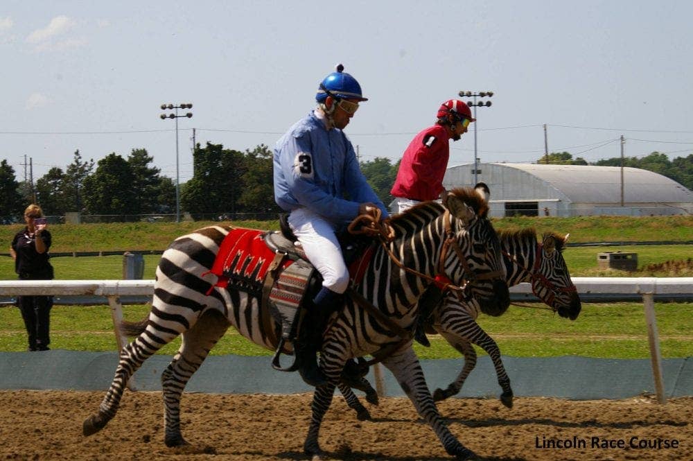What a zoo! Zebras & ostriches to race at Fair Grounds Jan. 12 ...