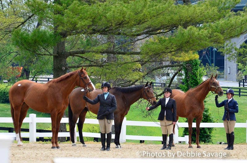 Inaugural show exclusively for Thoroughbreds a ‘great success ...