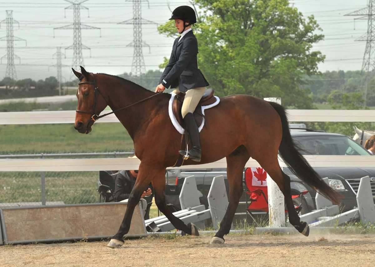 OTTB Showcase: Tall Glass (Show Name: "Admit Nothing"; Barn Name ...