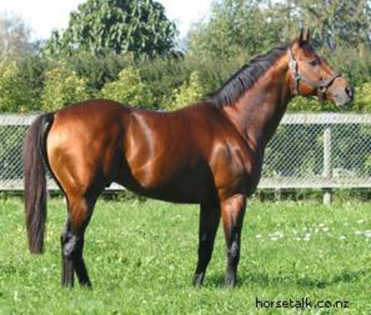 Top sire Shinko King succumbs to laminitis - Paulick Report | Latest ...