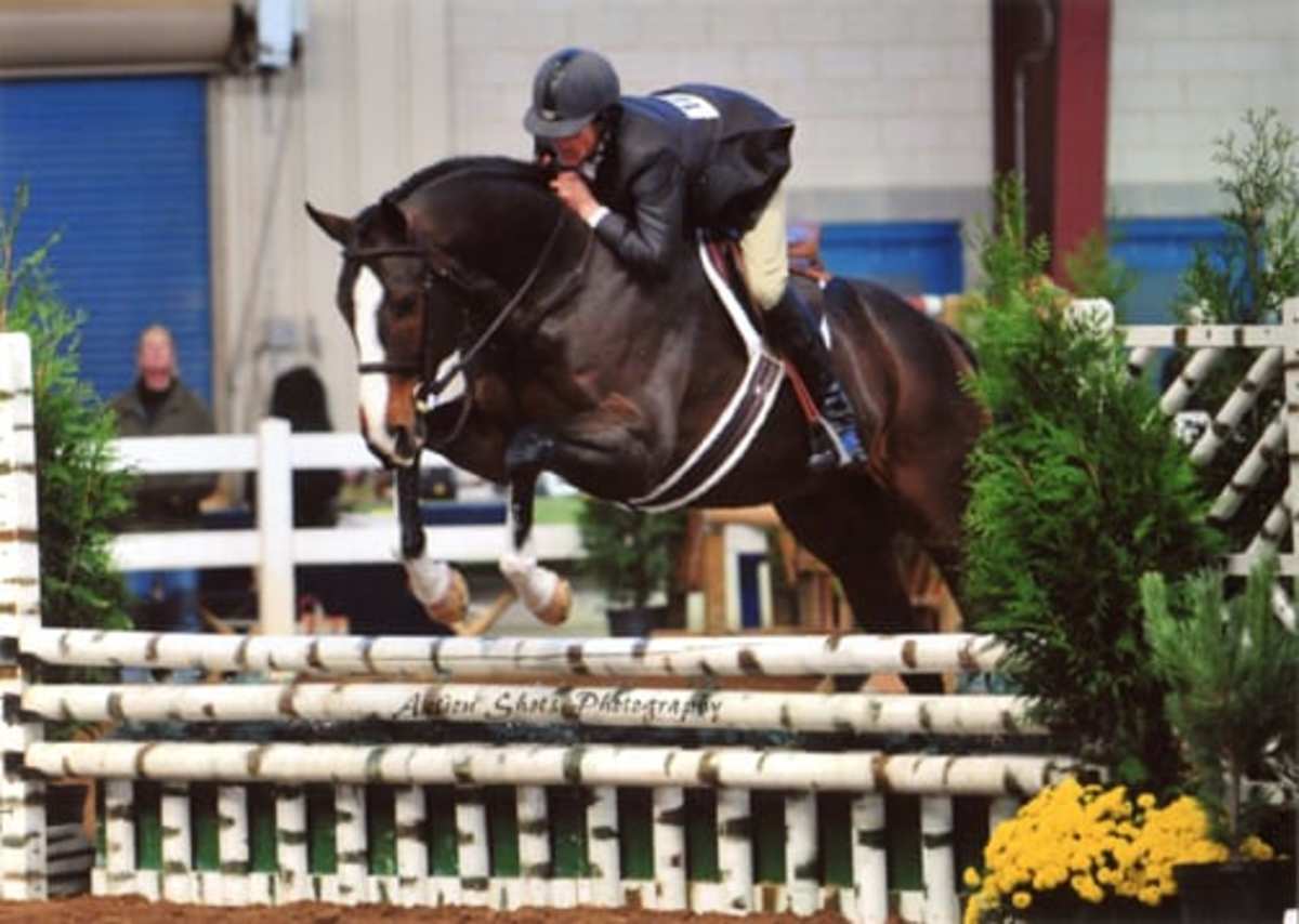 OTTB Showcase: Pickin N Singin (a.k.a. "Lance") - Paulick Report ...