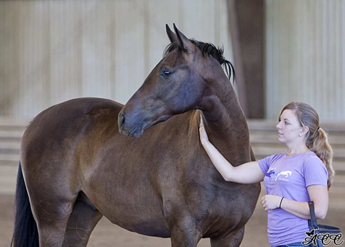 TAA Accredits First Three Facilities - Paulick Report | Latest news and ...