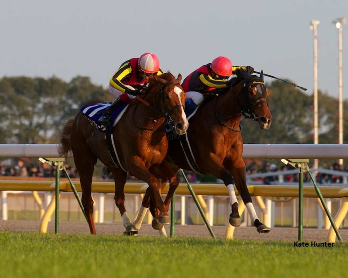 ‘Truly One Of The Special Ones’: Japanese Hall Of Fame Mare Gentildonna ...