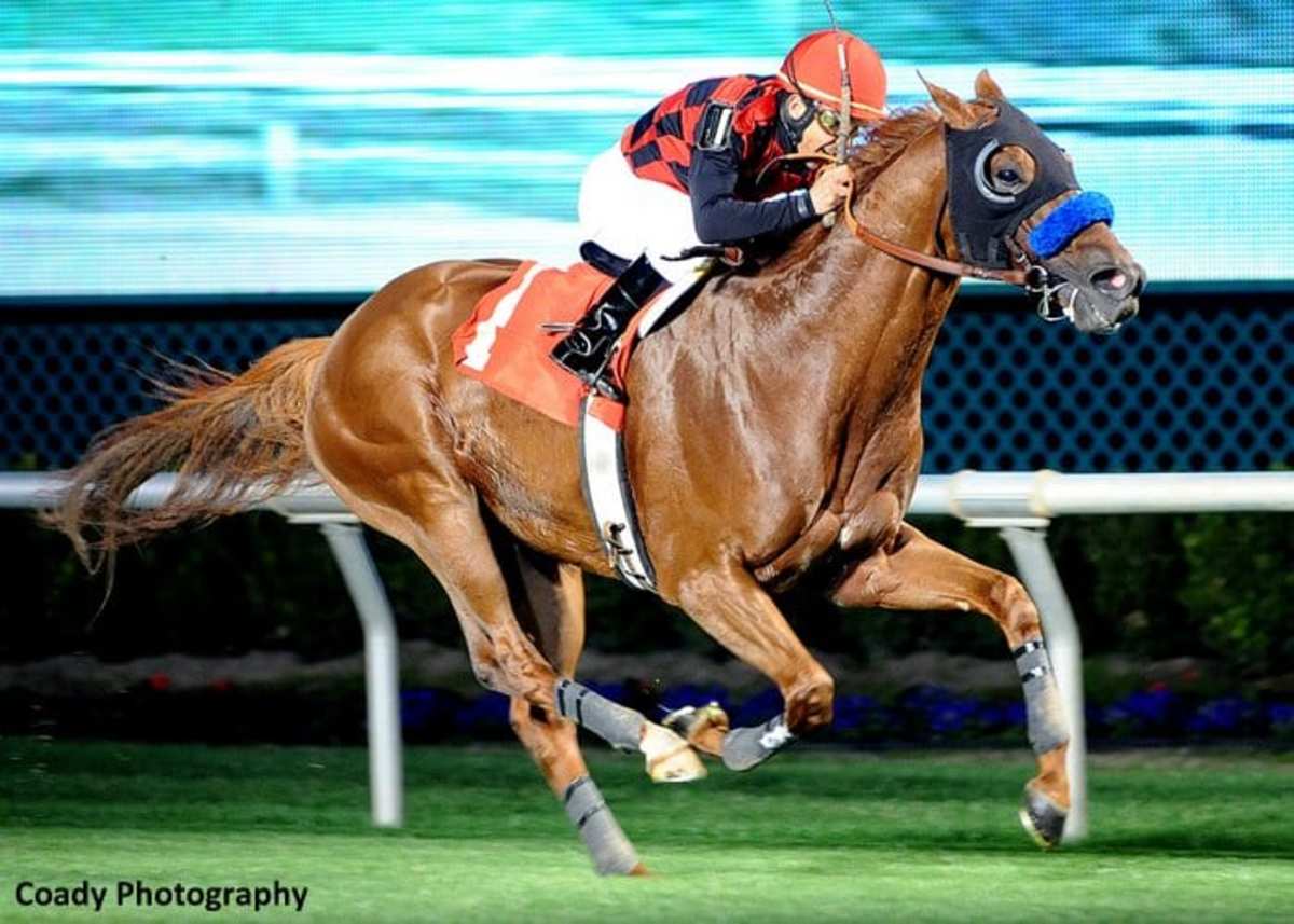 Swift Warrior Retired, Will Stand In Oklahoma - Paulick Report | Latest ...