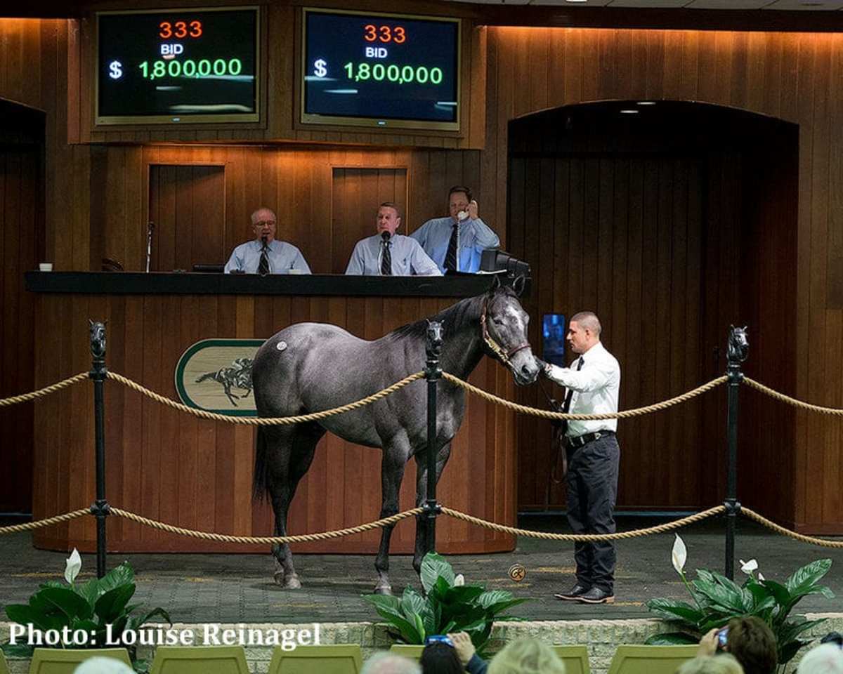 Smart Strike Colt Brings Record-Tying $1.8M at OBS March - Paulick ...
