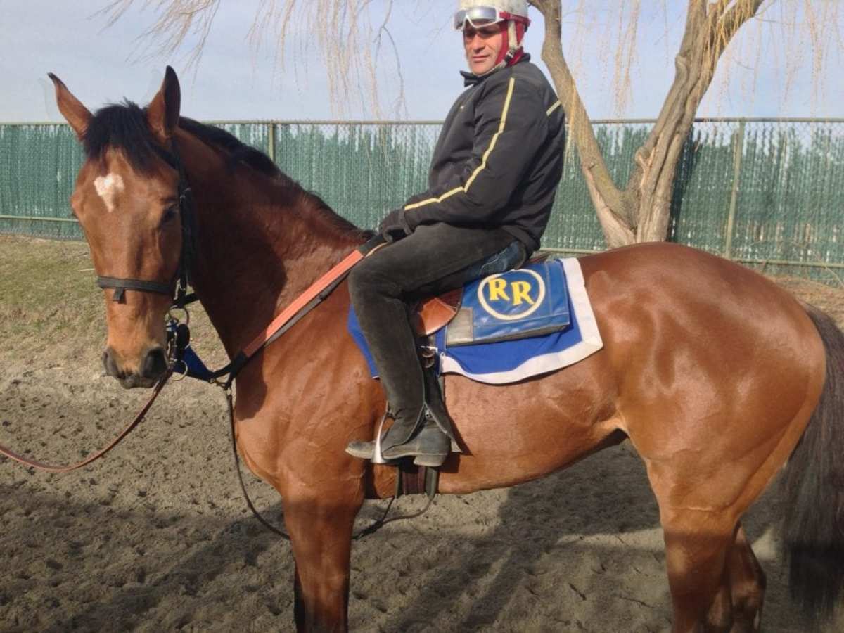 Bullet Train presents Derby Dreams: Vyjack - Paulick Report | Latest ...