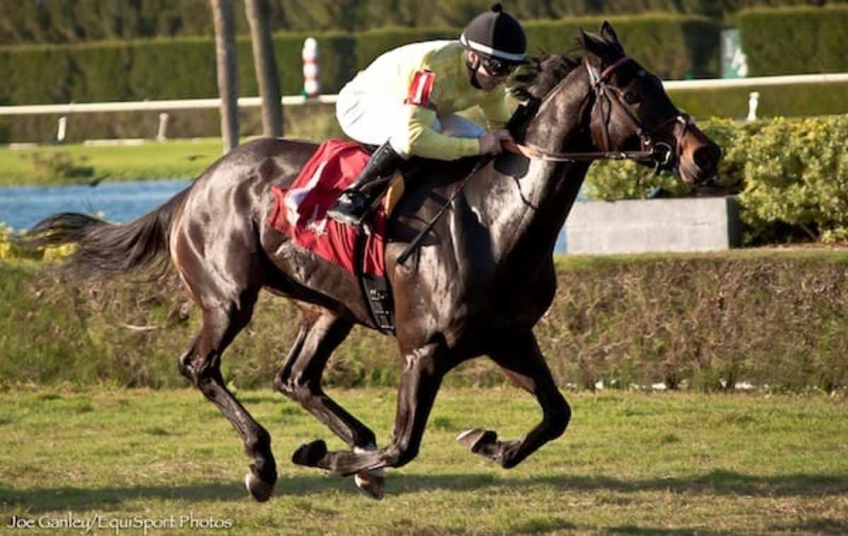 Valiant Girl in My Charmer Shocker - Paulick Report | Latest news and ...