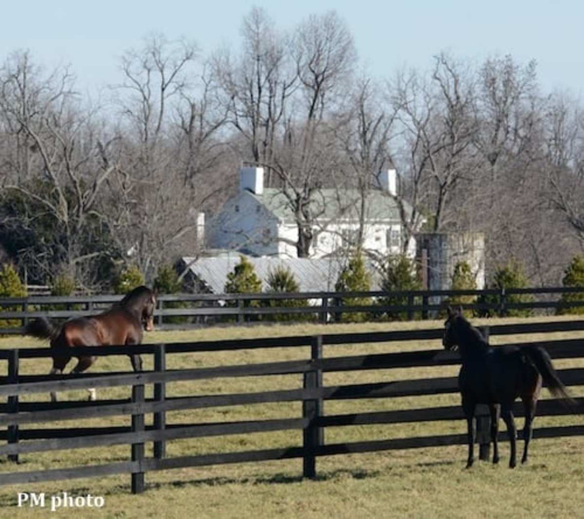 WinStar stallions move into spacious new digs - Paulick Report | Latest ...