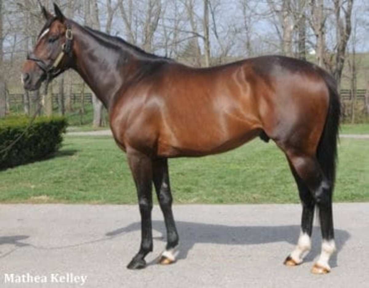 Bullet Train Relocates To Ireland; Will Serve As Dual-Purpose Stallion ...