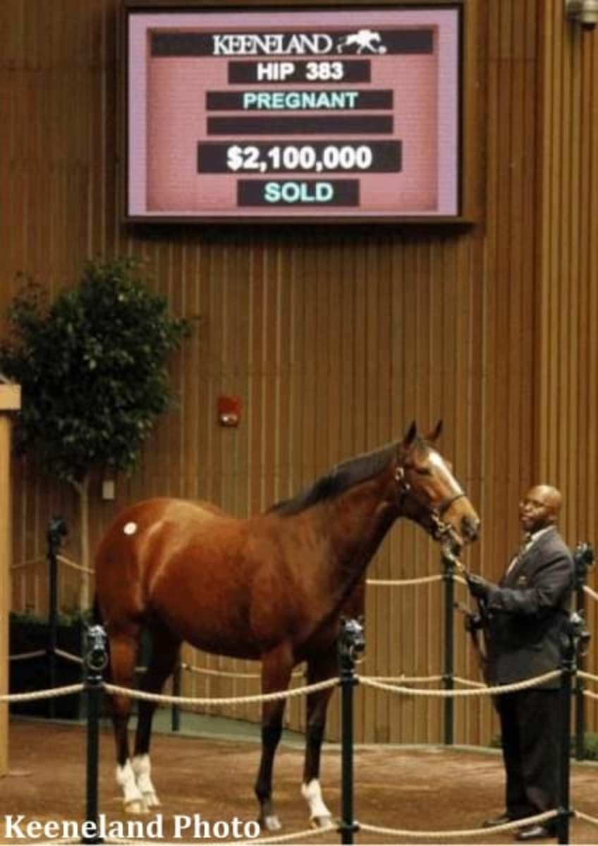 Summer Wind, Coolmore React to 'No Decision' Verdict in Love Me Only ...