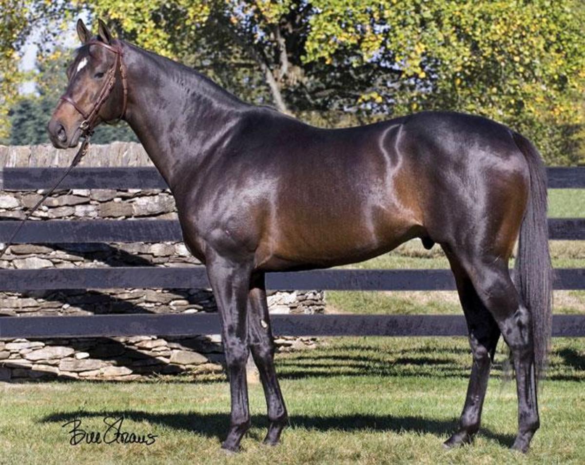 Orientate moves to Maryland's Northview Stallion Station - Paulick ...