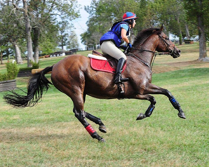 OTTB Showcase: Pirate's Bid (a.k.a. "Pirate") - Paulick Report | Latest ...
