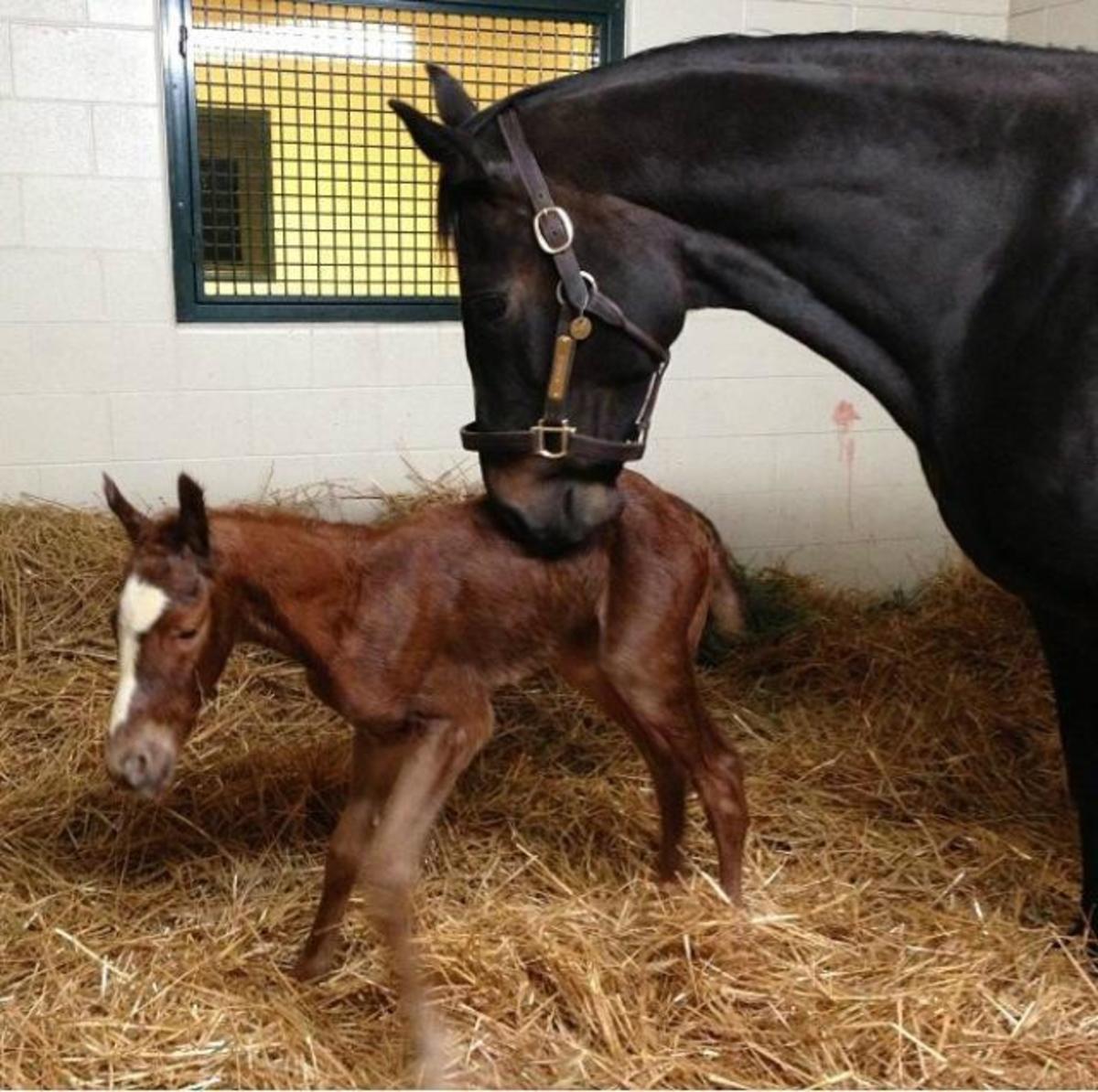 Hall Of Famer Zenyatta Delivers Filly Foal At Lane’s End, To Be Retired ...