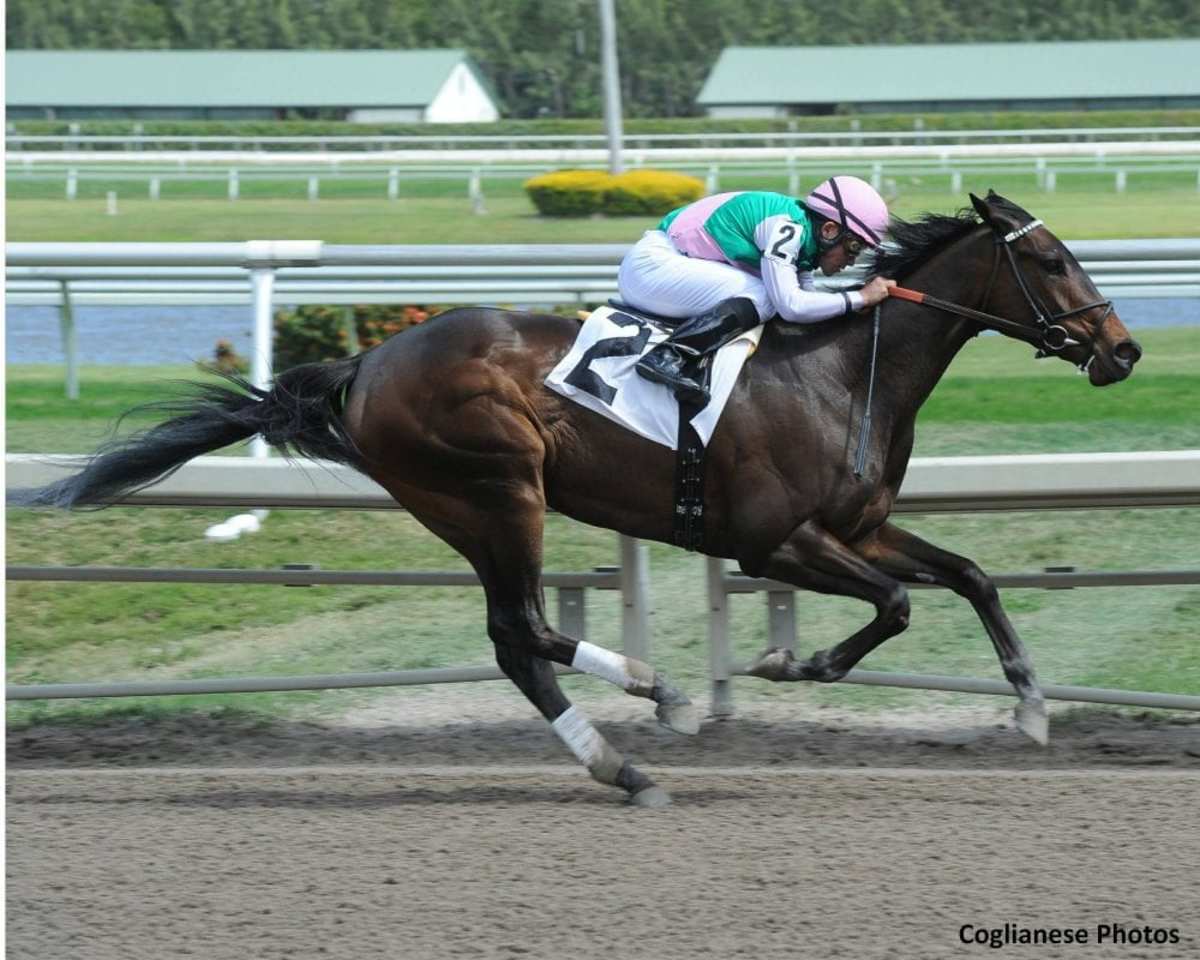 Close Hatches Impresses in GP Allowance Win - Paulick Report | Latest ...