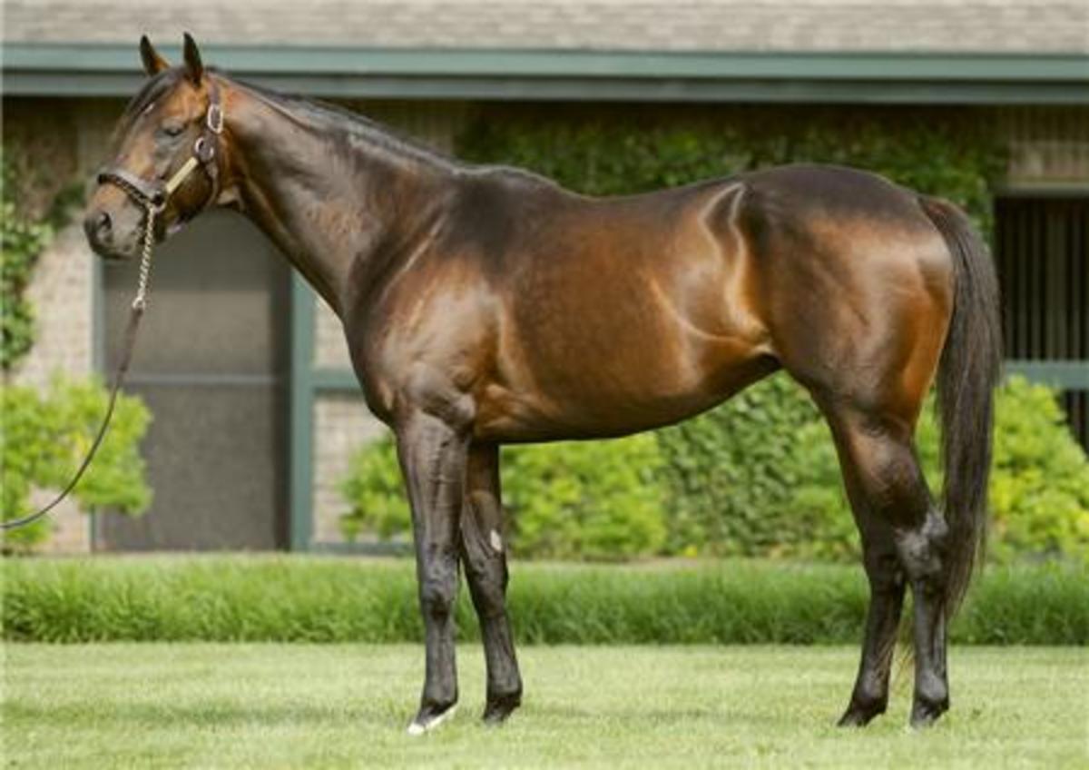 Grade 1 Winner Colonel John Sires First Winner - Paulick Report ...