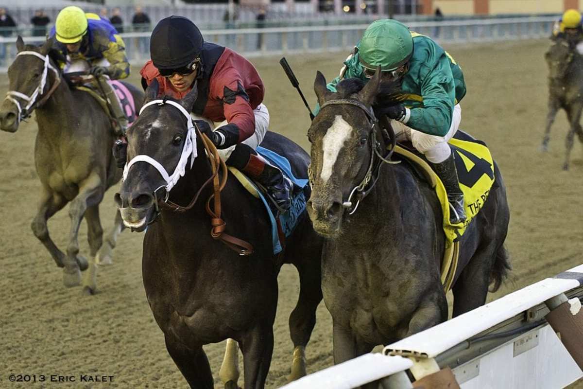 Honor Code Headed to South Florida After Surgery for Ridgling Condition ...