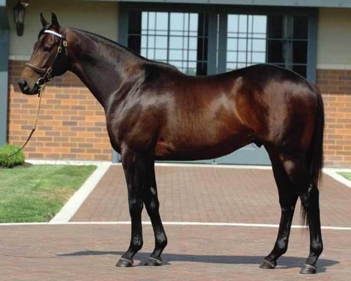 Australia: Full Siblings Notch Group Stakes Double April 26 - Paulick ...