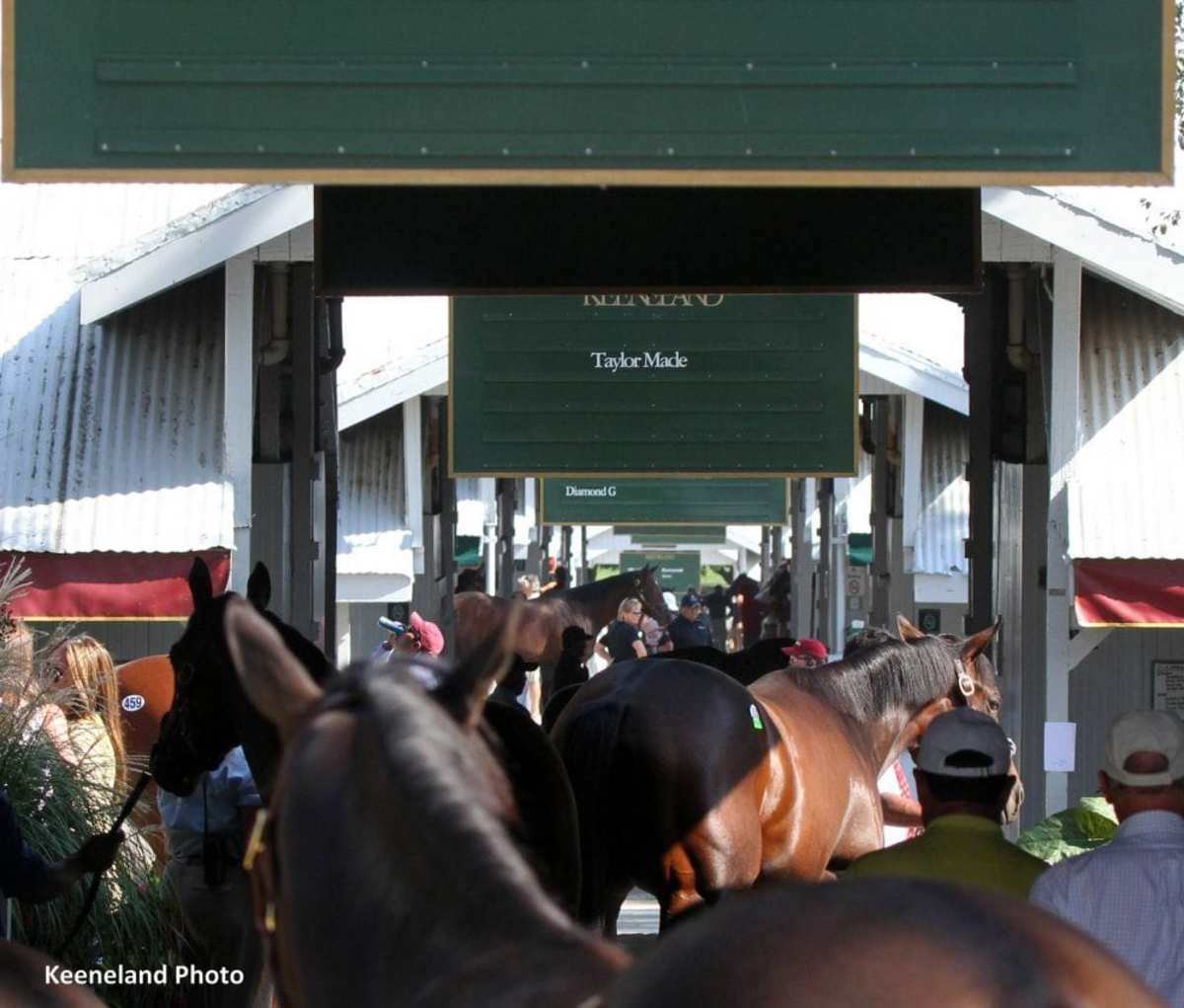 Bloodlines Presented By Merck Animal Health: Challenging Market For New ...