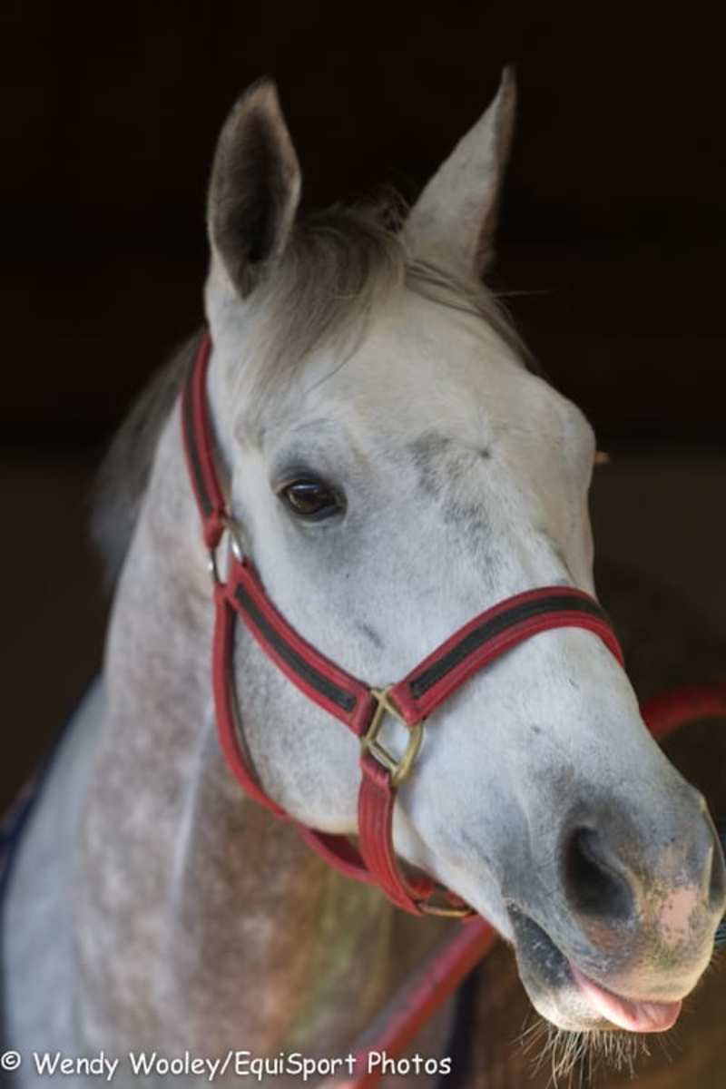 OTTB Showcase: Pine Bend (a.k.a. “Pinecone”) and Independent George (a ...