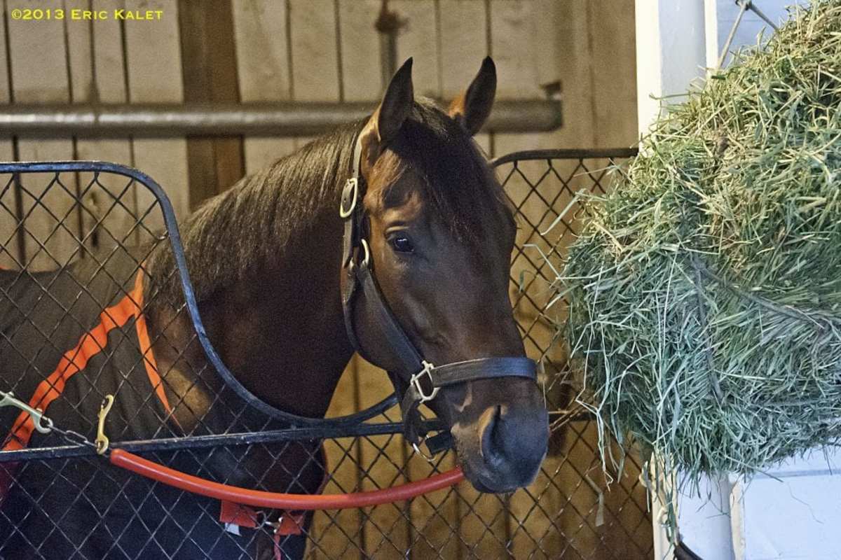 Orb Set to Breeze on Monday - Paulick Report | Latest news and ...