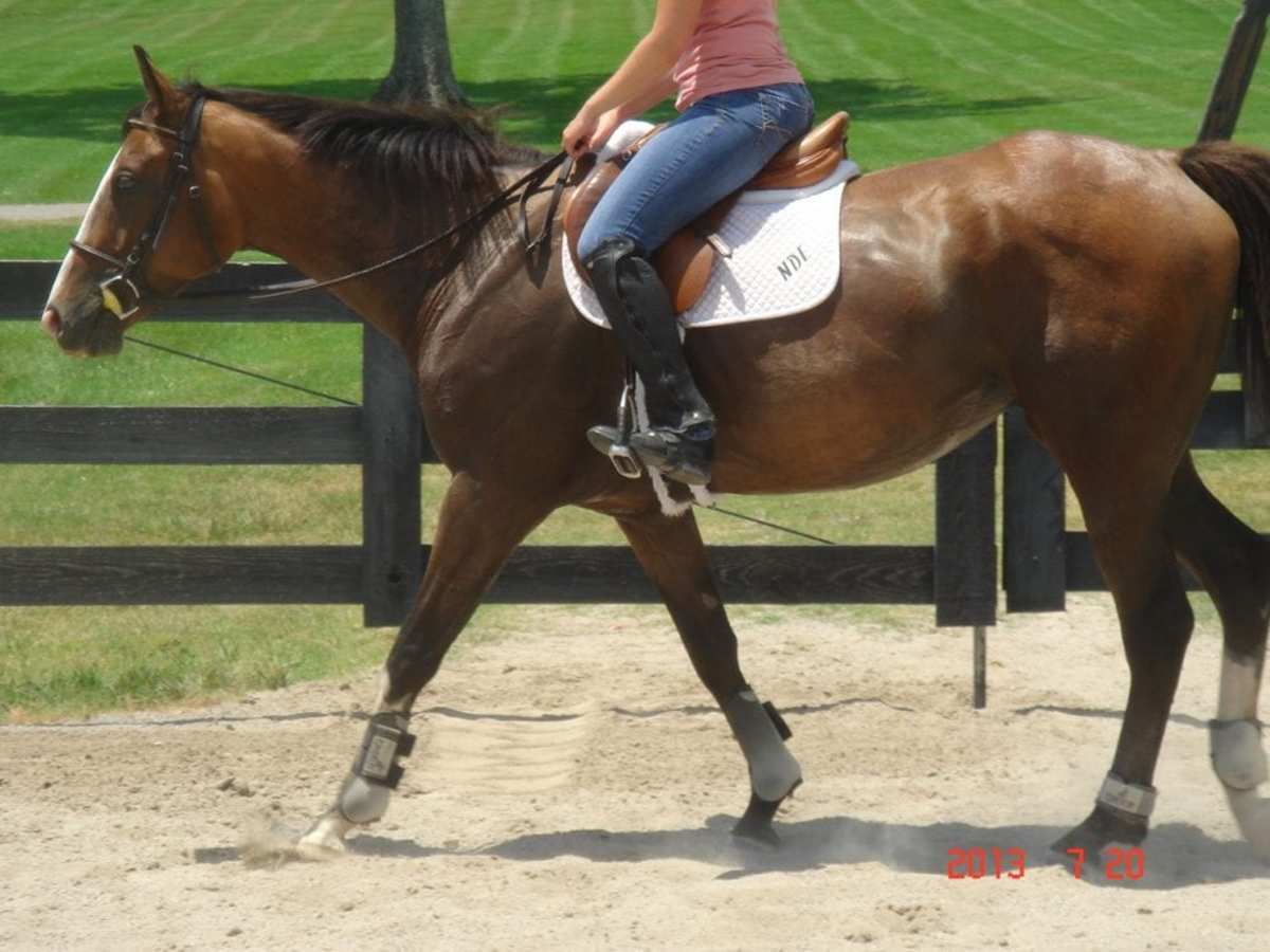 Cosequin Presents OTTB Showcase: Merchant of Menace (a.k.a. "Cheeks ...