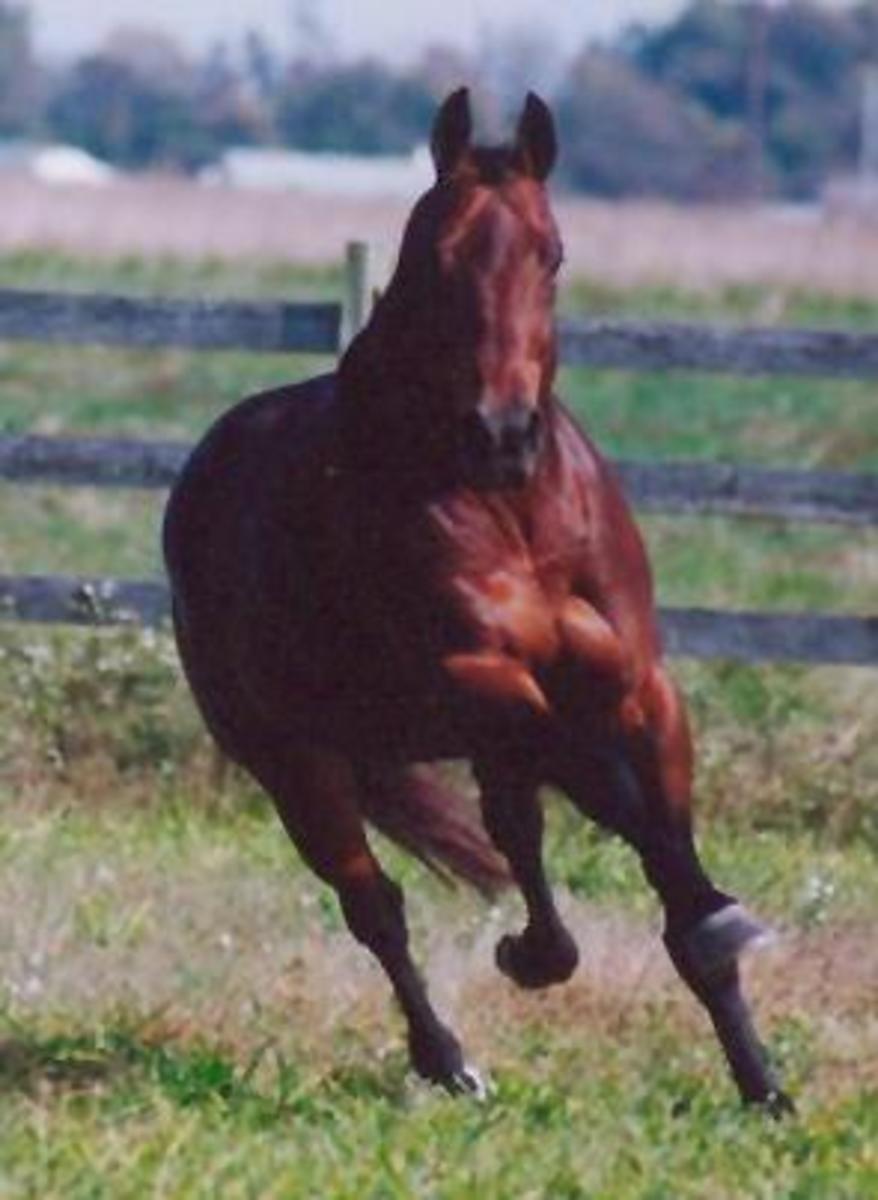 Three Chimneys Presents Good News Friday: Secretariat Lives On ... in ...