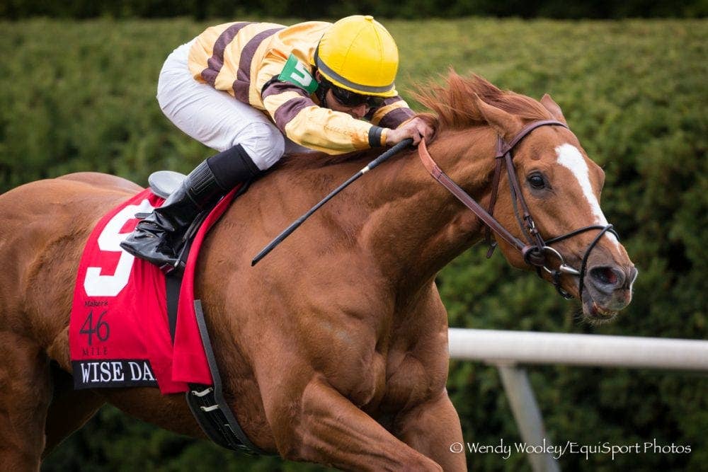Pricci: Horse of the Year Wise Dan Deserving of Higher Profile ...