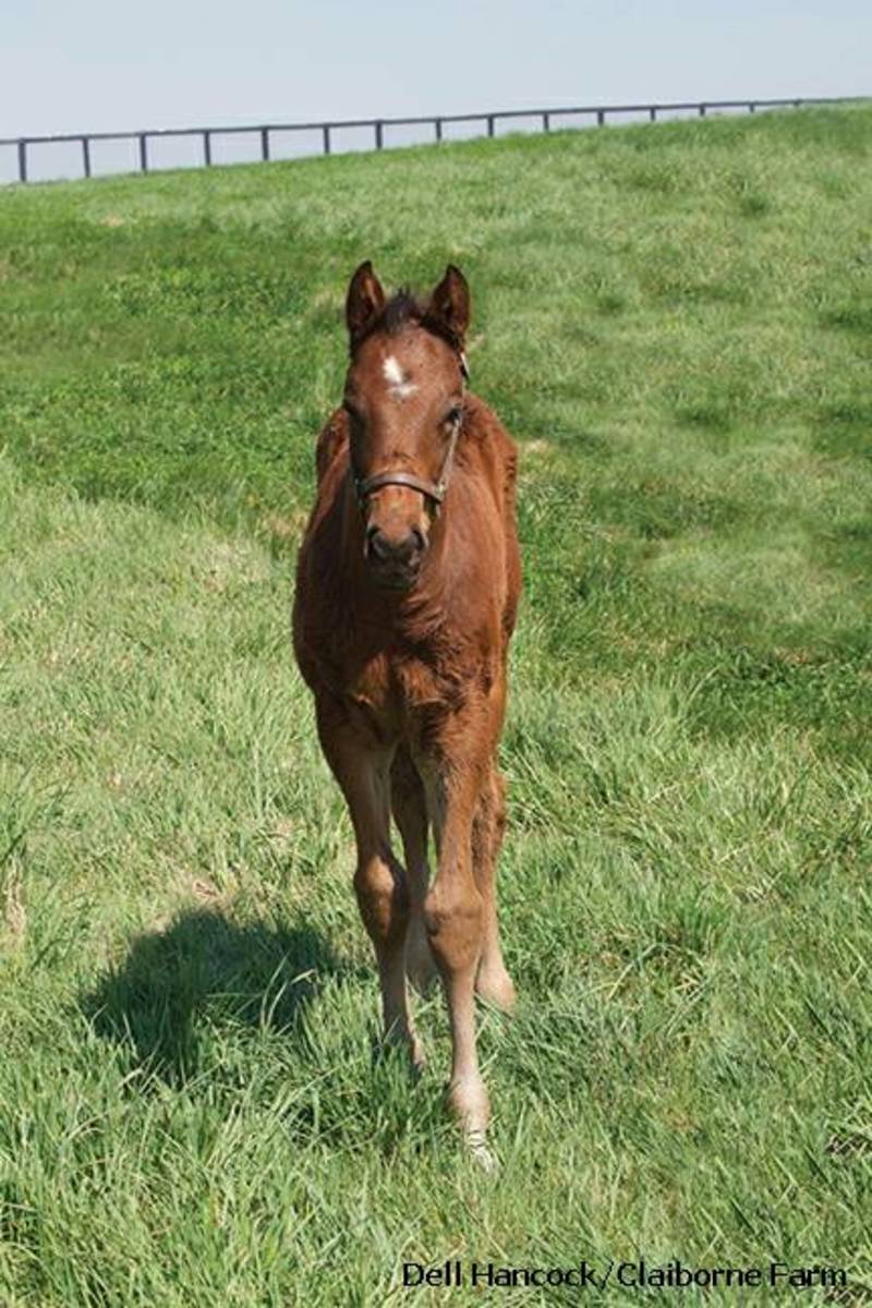 The Lane's End Weekender Pedigree: Orb - Paulick Report | Latest news ...