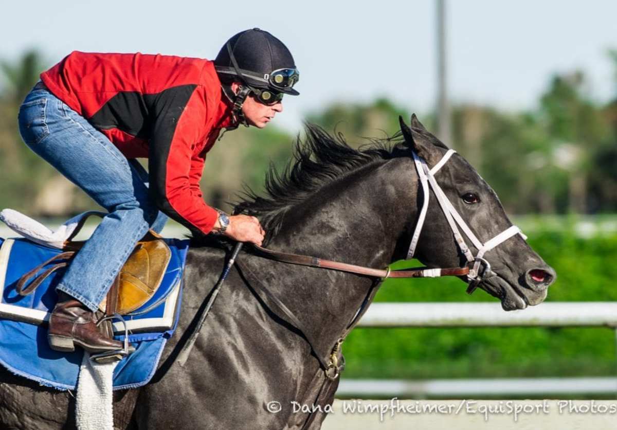 Cairo Prince, Mr Speaker Among Talented Field for Holy Bull - Paulick ...