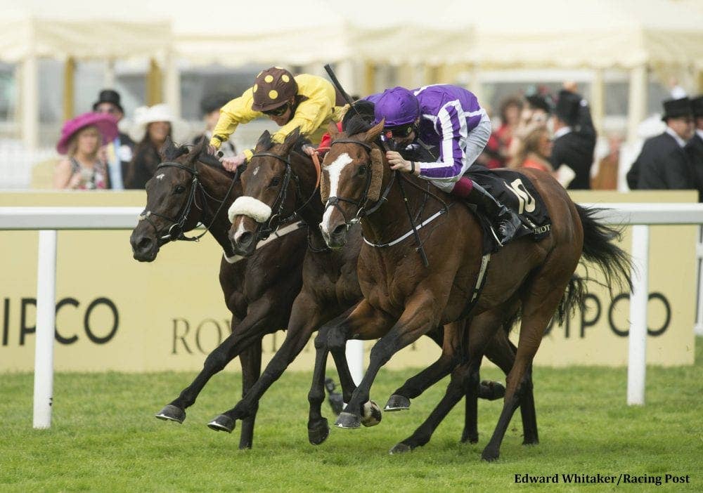 Group 1 Winner Leading Light Joins Coolmore Roster in 2015 - Paulick ...