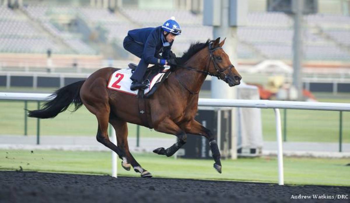 Full Field of 16 Set for Dubai World Cup - Paulick Report | Latest news ...