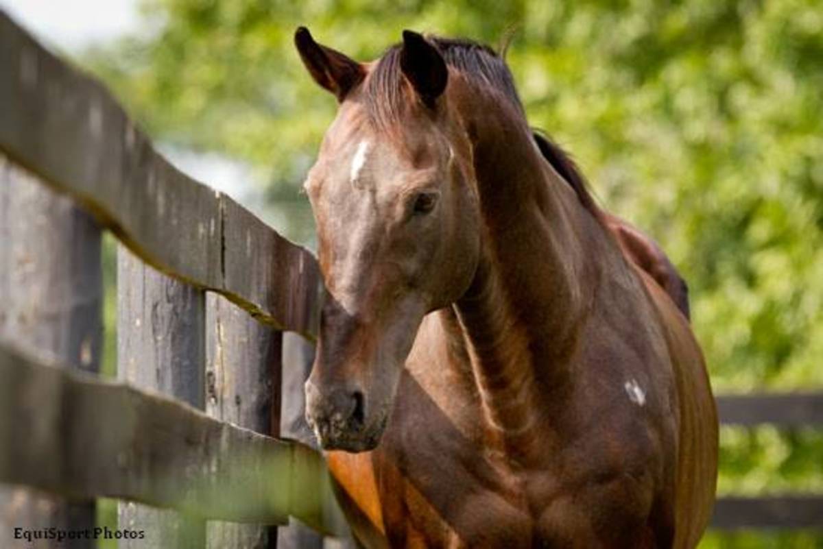 Breeders' Cup Turf Champion Prized Euthanized - Paulick Report | Latest ...