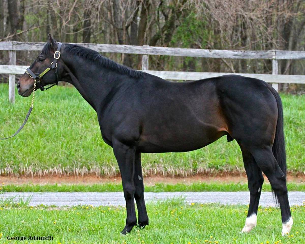 Stakes-Placed Heritage Hall Retired - Paulick Report | Latest news and ...