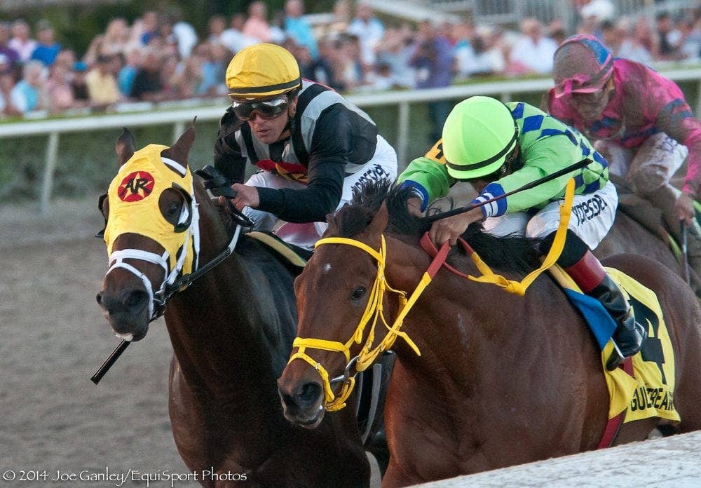 Wildcat Red has Florida Breeder Dreaming of Roses - Paulick Report ...