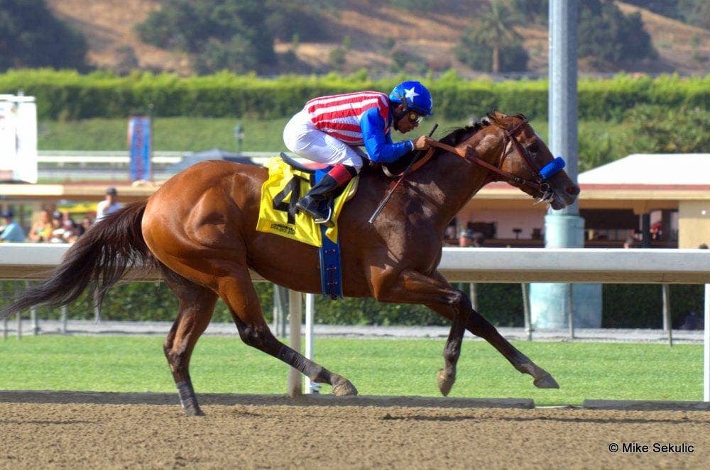 Spendthrift's Can The Man Sires First Foal - Paulick Report | Latest ...