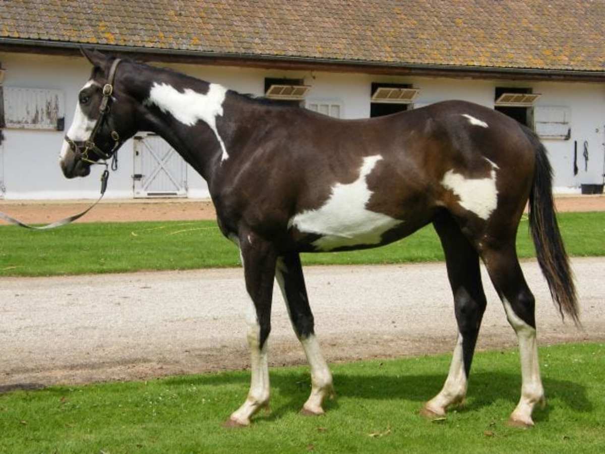 Painted Pony: Unique Yearling to Be Offered in German Sale - Paulick ...