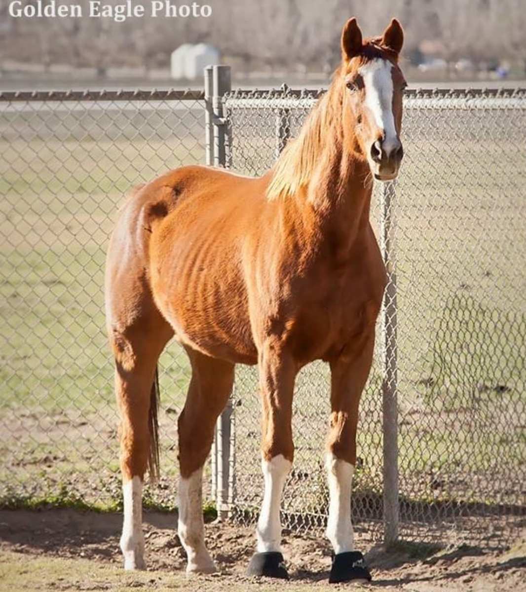 Golden Eagle Farm's General Challenge Euthanized - Paulick Report ...