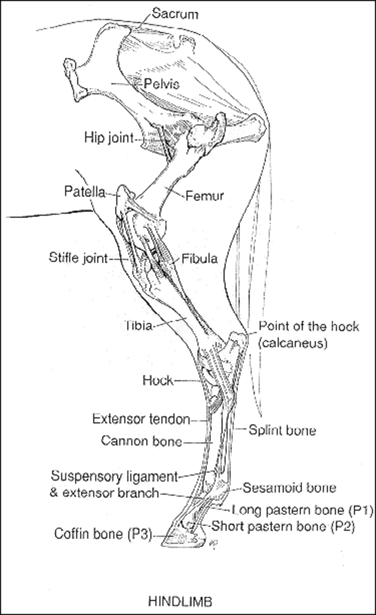 Building a Triple Crown Contender - Paulick Report | Latest news and ...