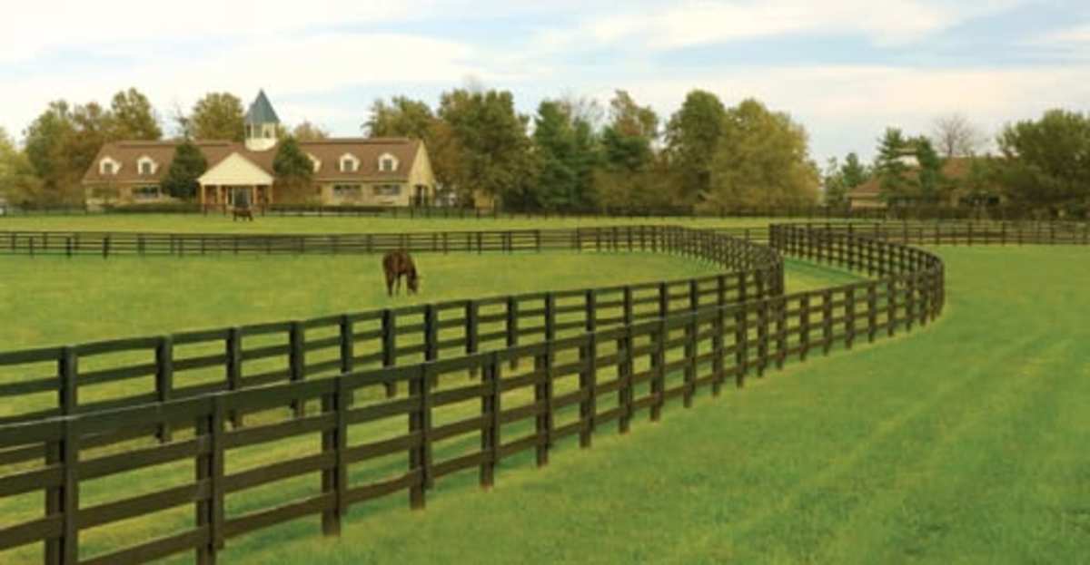 Study: Serotonin May Improve Stallion Fertility - Paulick Report ...